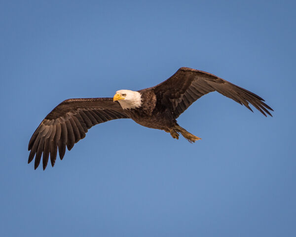 Mighty Blue Eagle - TSL Encyclopedia
