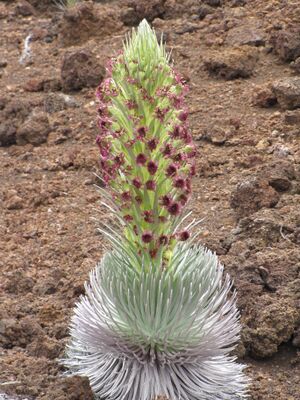 Silversword - TSL Encyclopedia